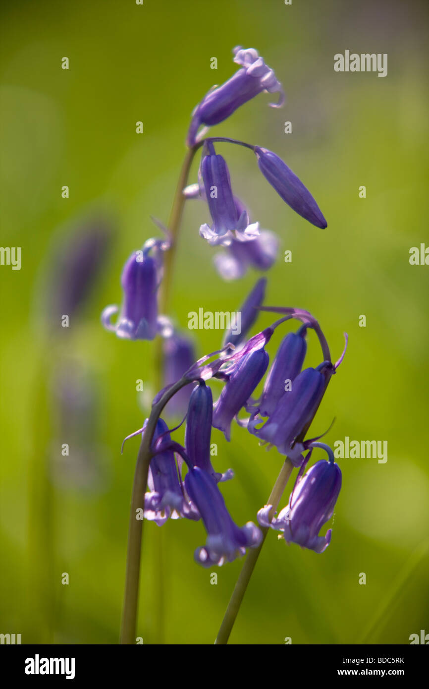 Close up of bluebells hi-res stock photography and images - Alamy