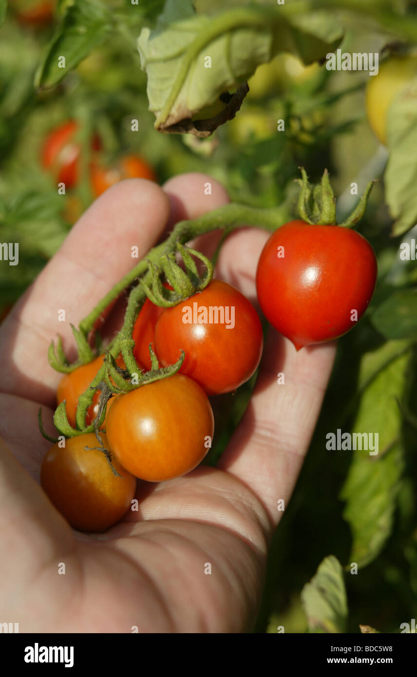 Gardeners hands holding a ripe bunch of tomatoes in his fingers with ...
