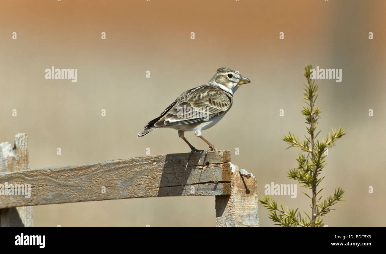 Calandra Lark Melanocorypha calandra Turkey Spring Stock Photo - Alamy