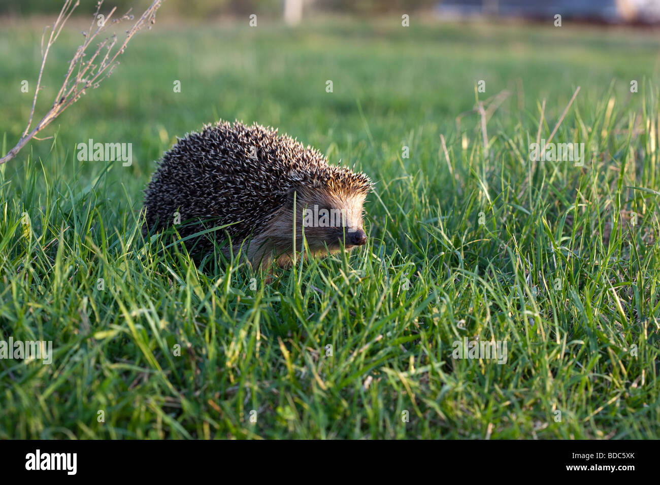 The hedgehog left on evening hunting It goes on a green grass Stock ...