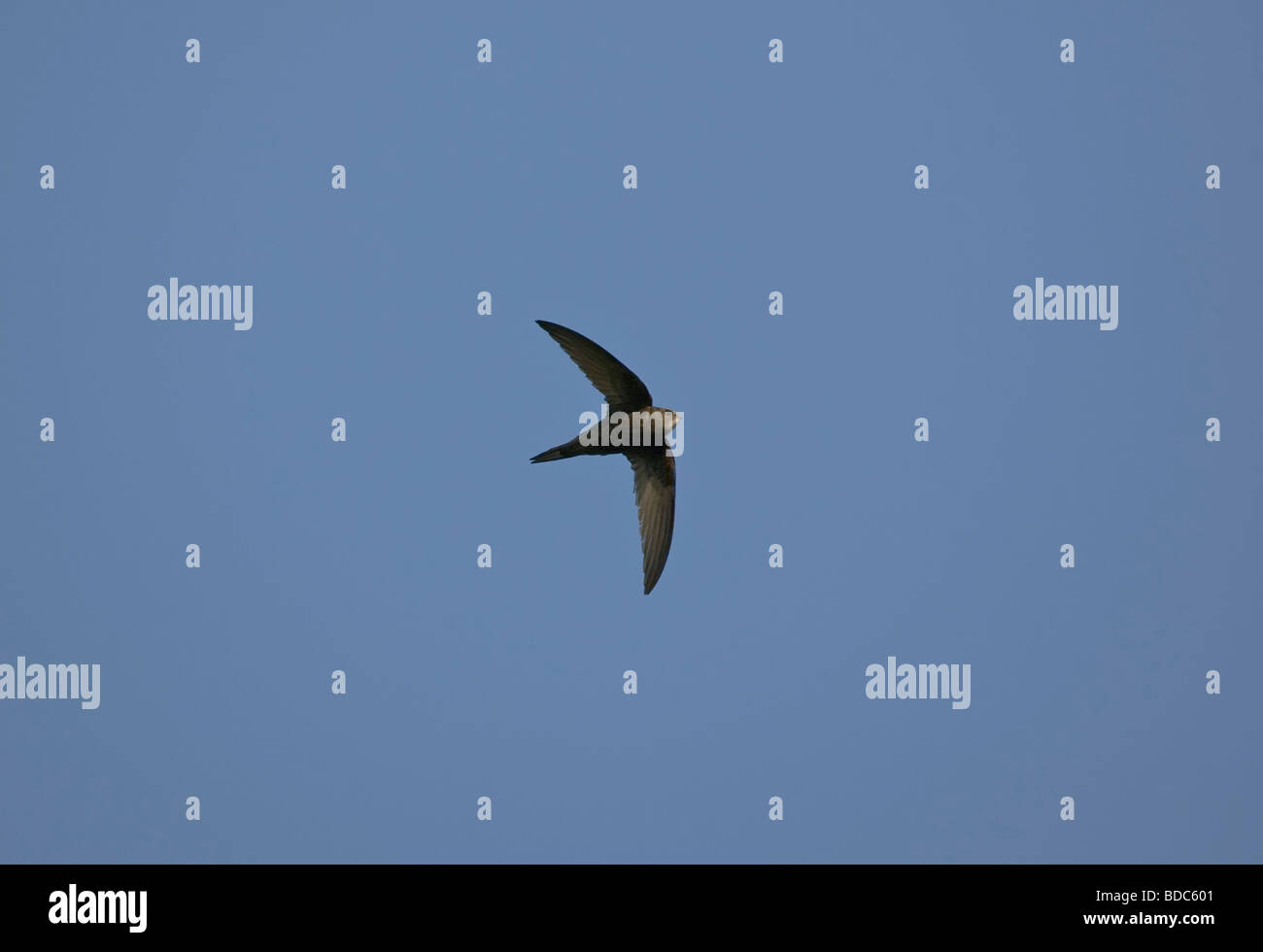 Swift Apus apus in flight against deep blue sky Stock Photo - Alamy