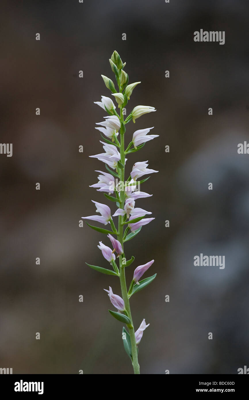 Red Helleborine in flower Kemer Turkey Stock Photo - Alamy