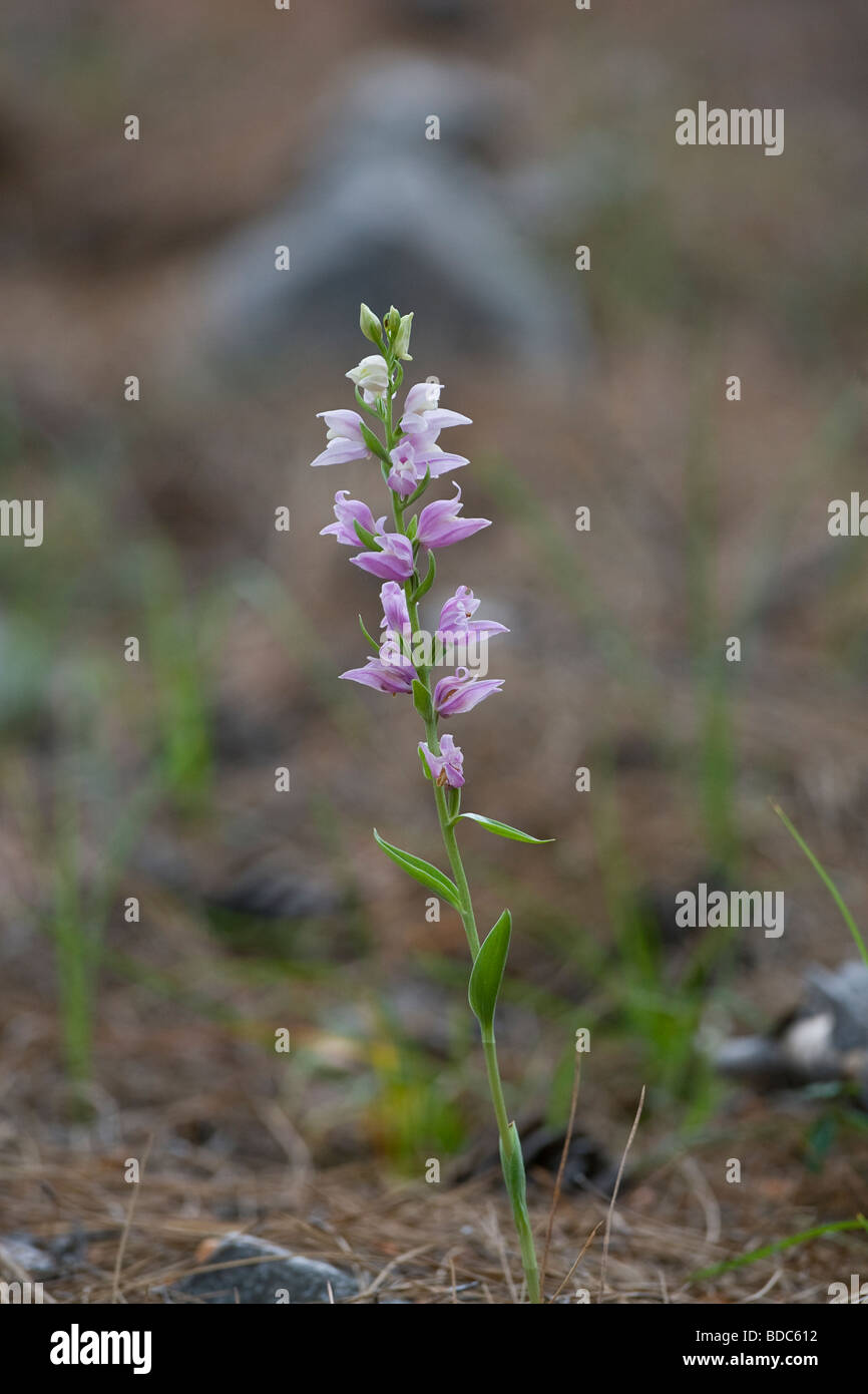 Red helleborine in flower hi-res stock photography and images - Alamy