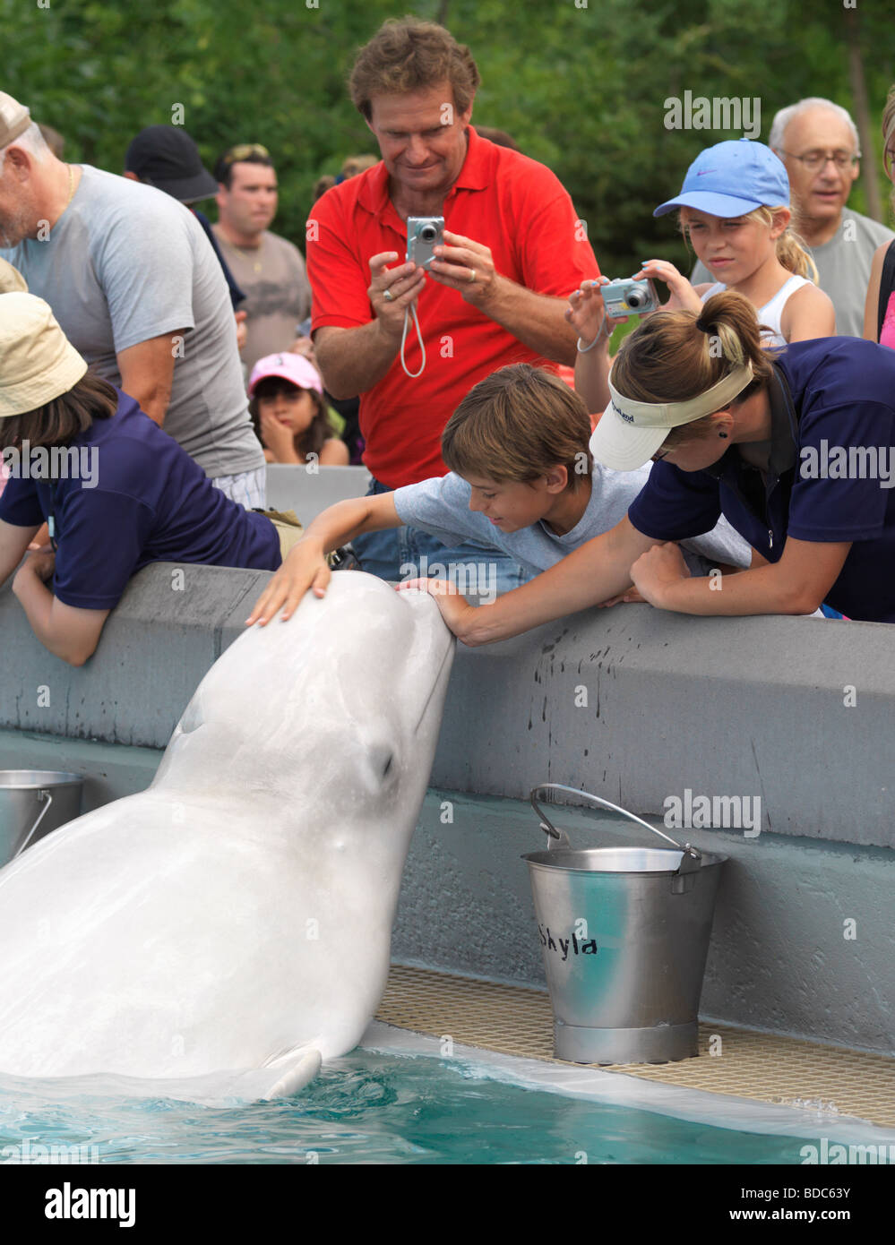 Beluga Whales High Resolution Stock Photography and Images - Alamy