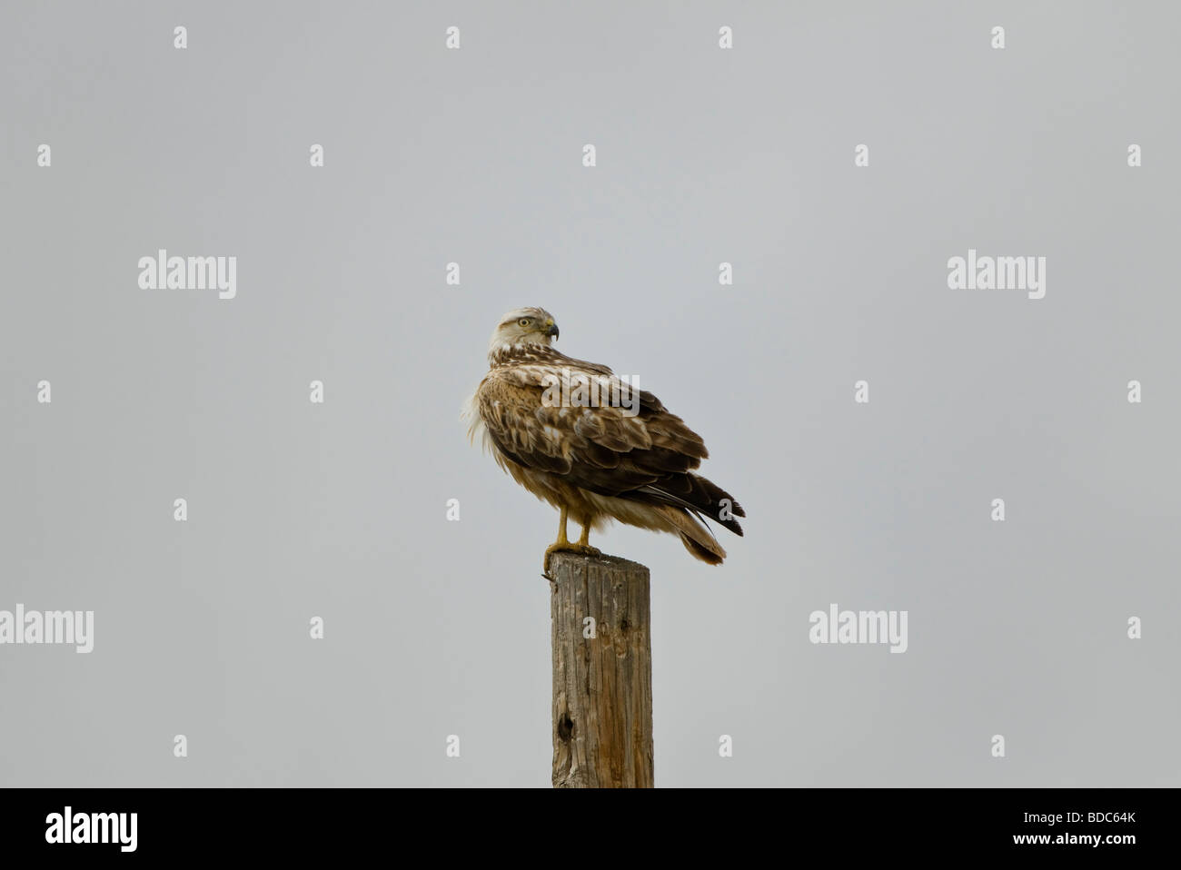 Long legged buzzard on migration Stock Photo - Alamy
