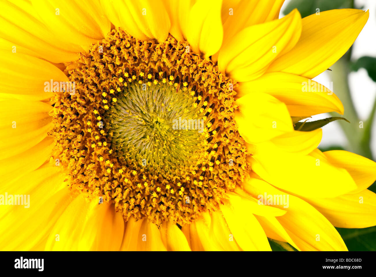 sunflower isolated on a pure white background Stock Photo - Alamy