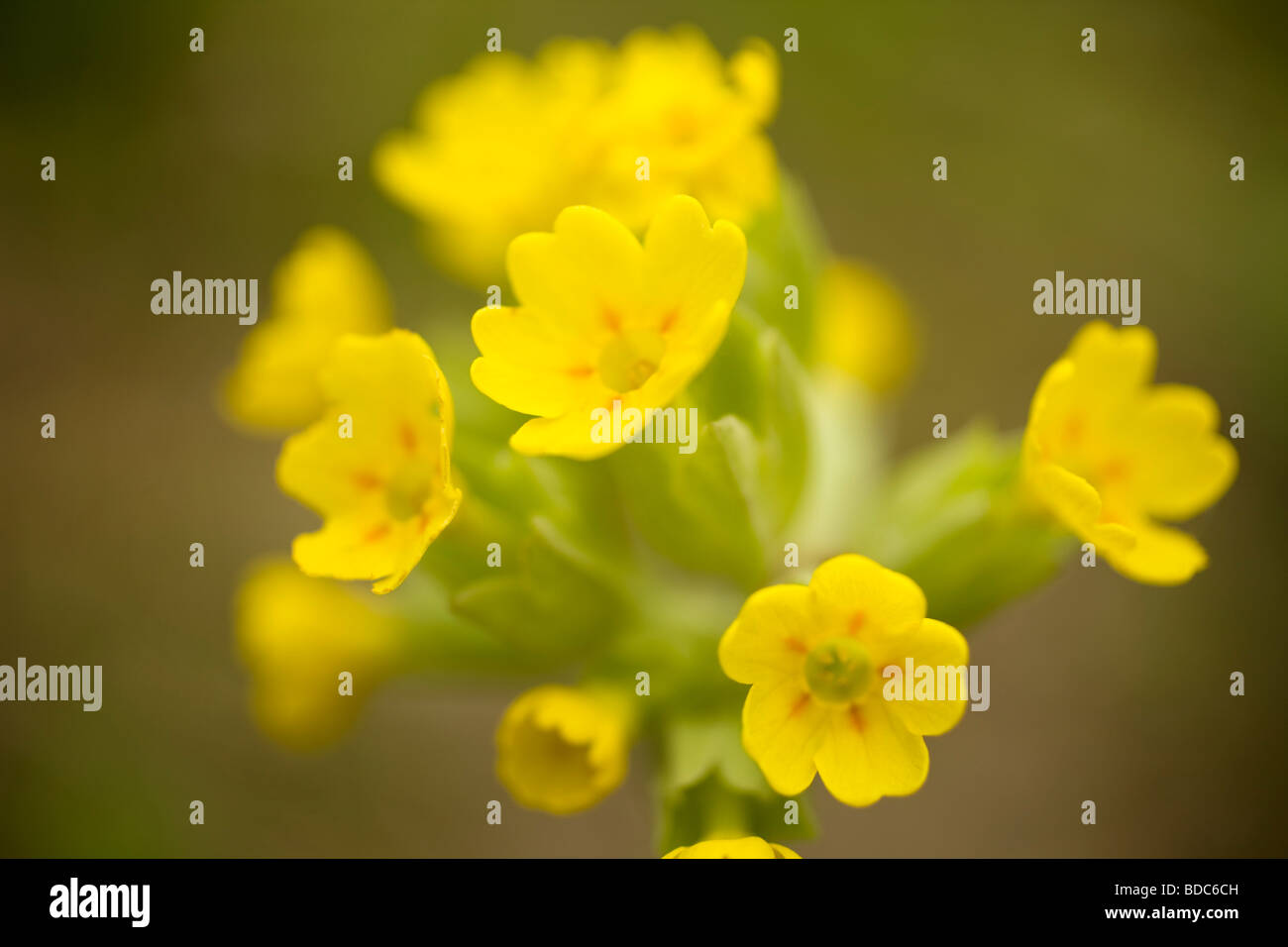 Close-up of Yellow Oxlip Stock Photo - Alamy