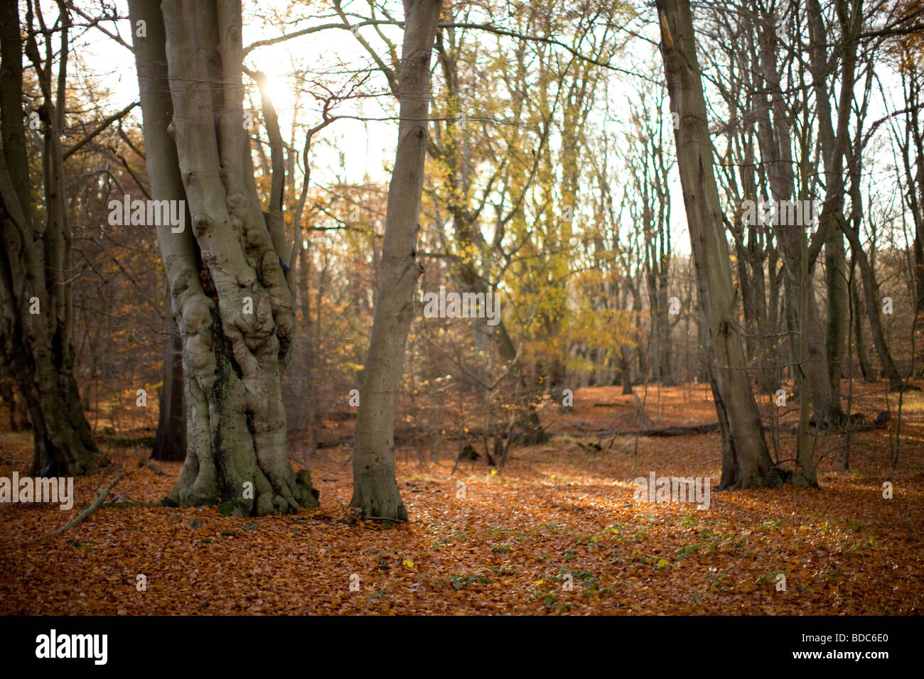 Epping forest winter hi-res stock photography and images - Alamy