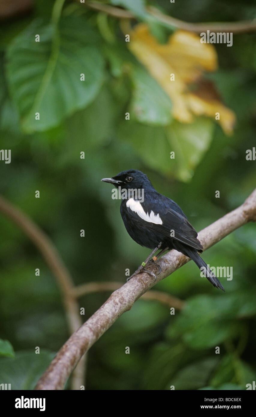Seychelles magpie robin Copsychus sechellarum adult Cousine Island ...