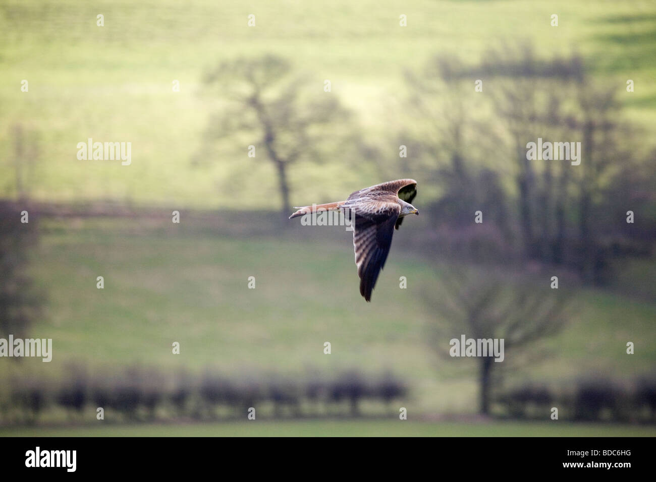 Red house bird hi-res stock photography and images - Alamy