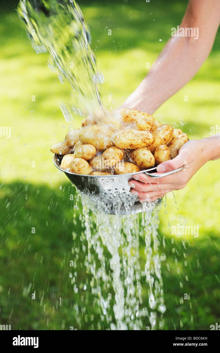 Hands washing new potatoes using a colander Stock Photo - Alamy