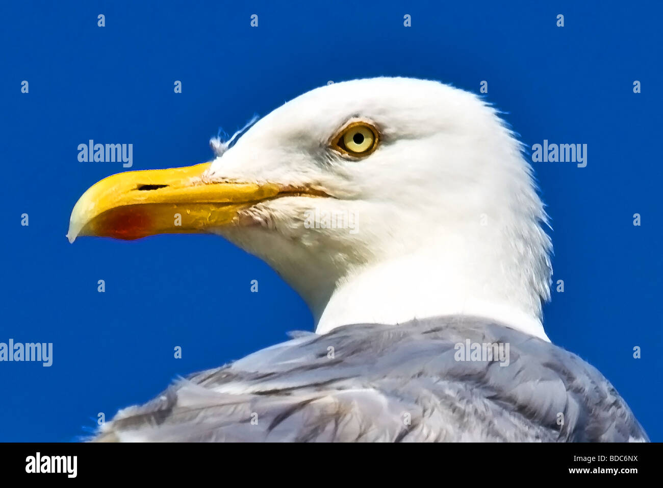 Sea gulls head Stock Photo - Alamy
