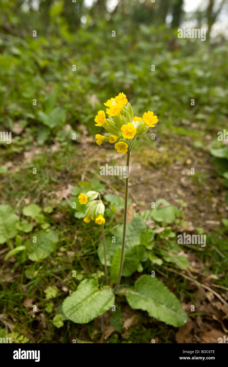 Close-up of Yellow Oxlip Stock Photo - Alamy