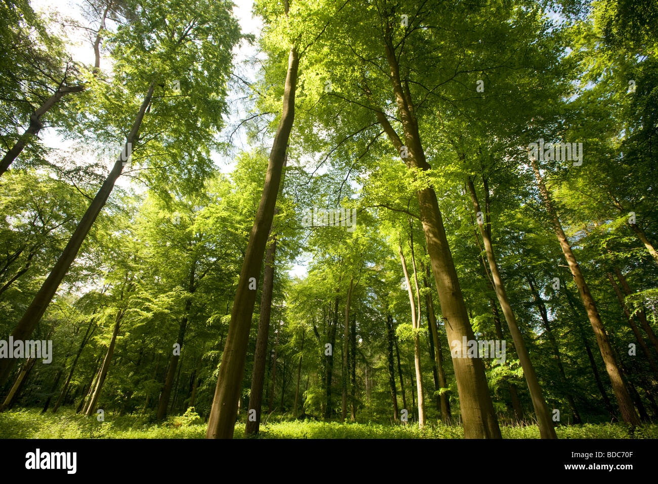 Forest Canopy, Thetford Forest, Norfolk, UK Stock Photo - Alamy