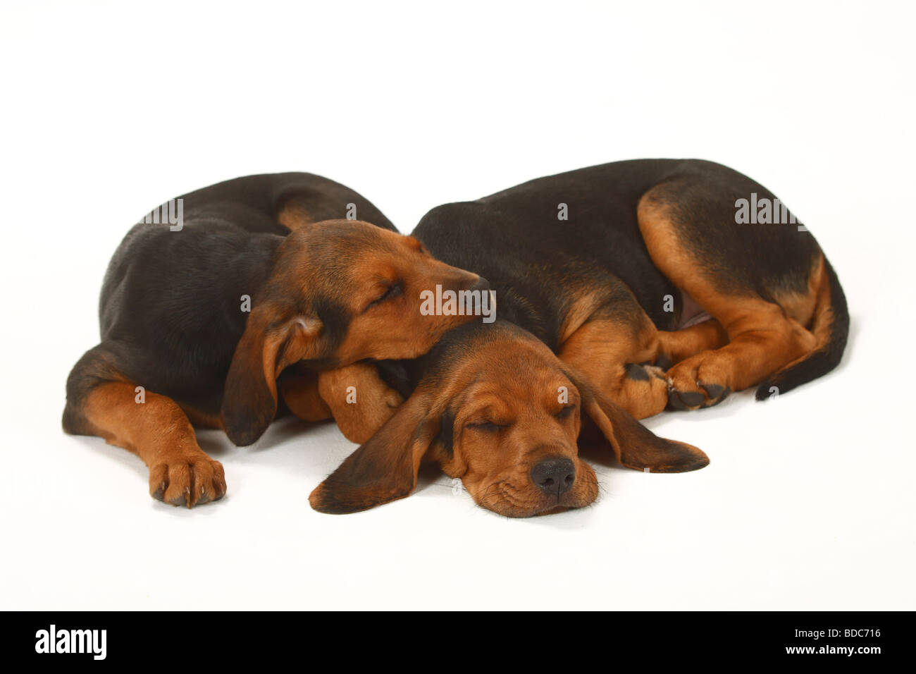 Ogar Polski puppies 9 weeks Polish Hound Stock Photo - Alamy