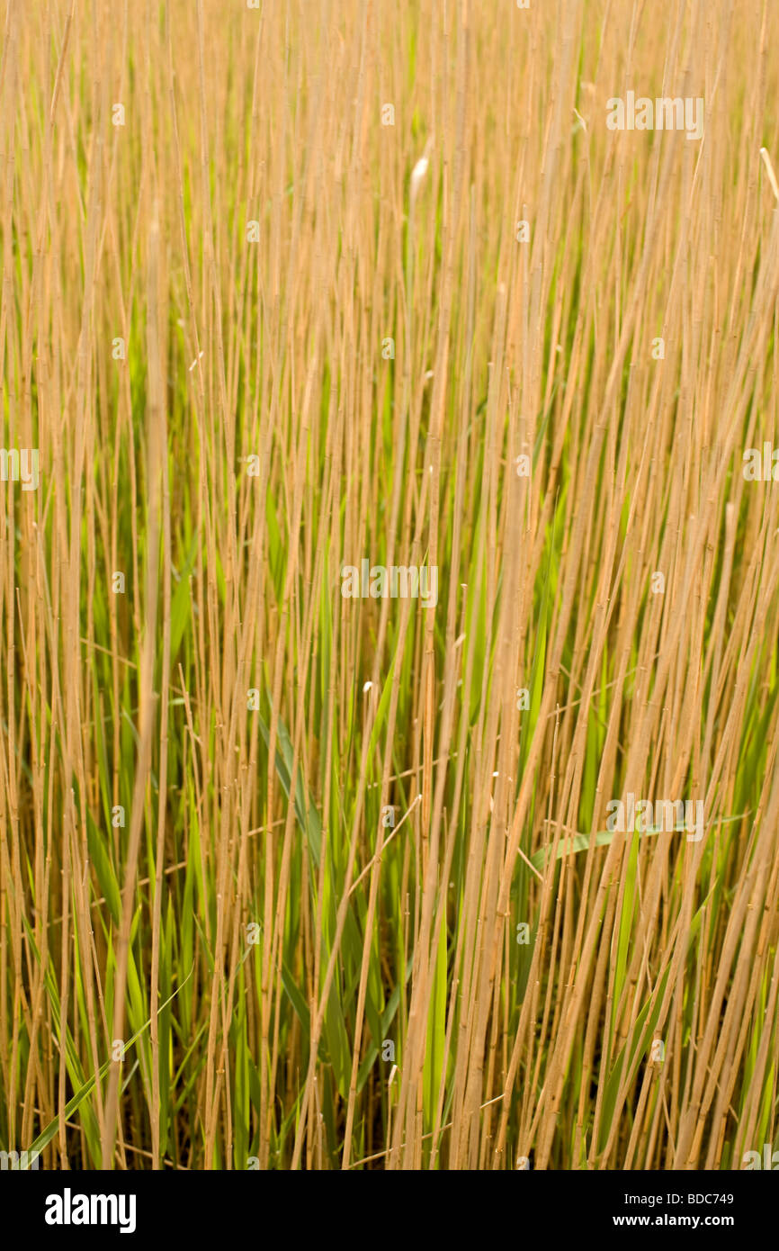 Close-up of Reed Stems Stock Photo - Alamy