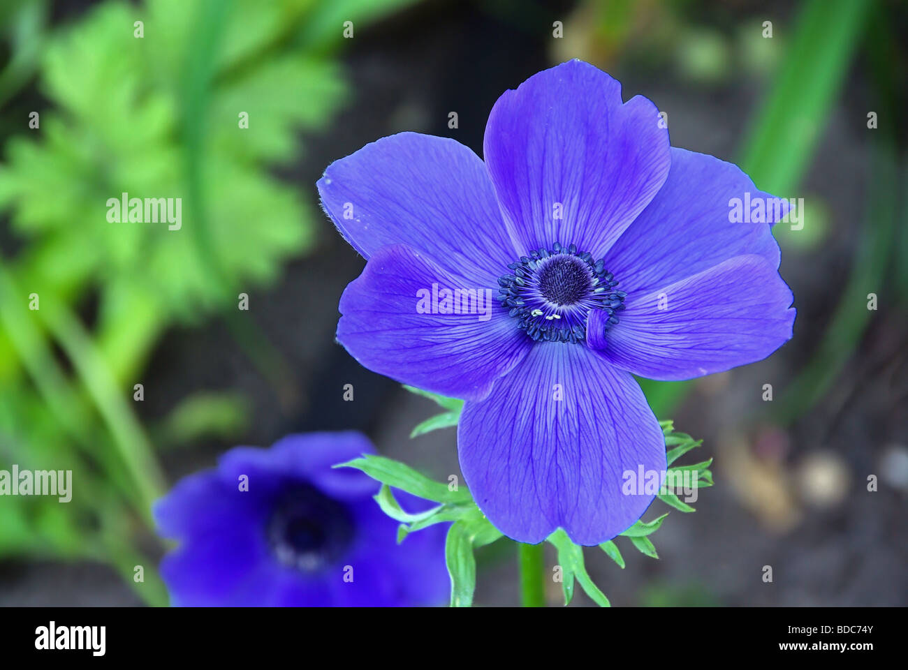 Anemone coronaria poppy flowers hi-res stock photography and images - Alamy