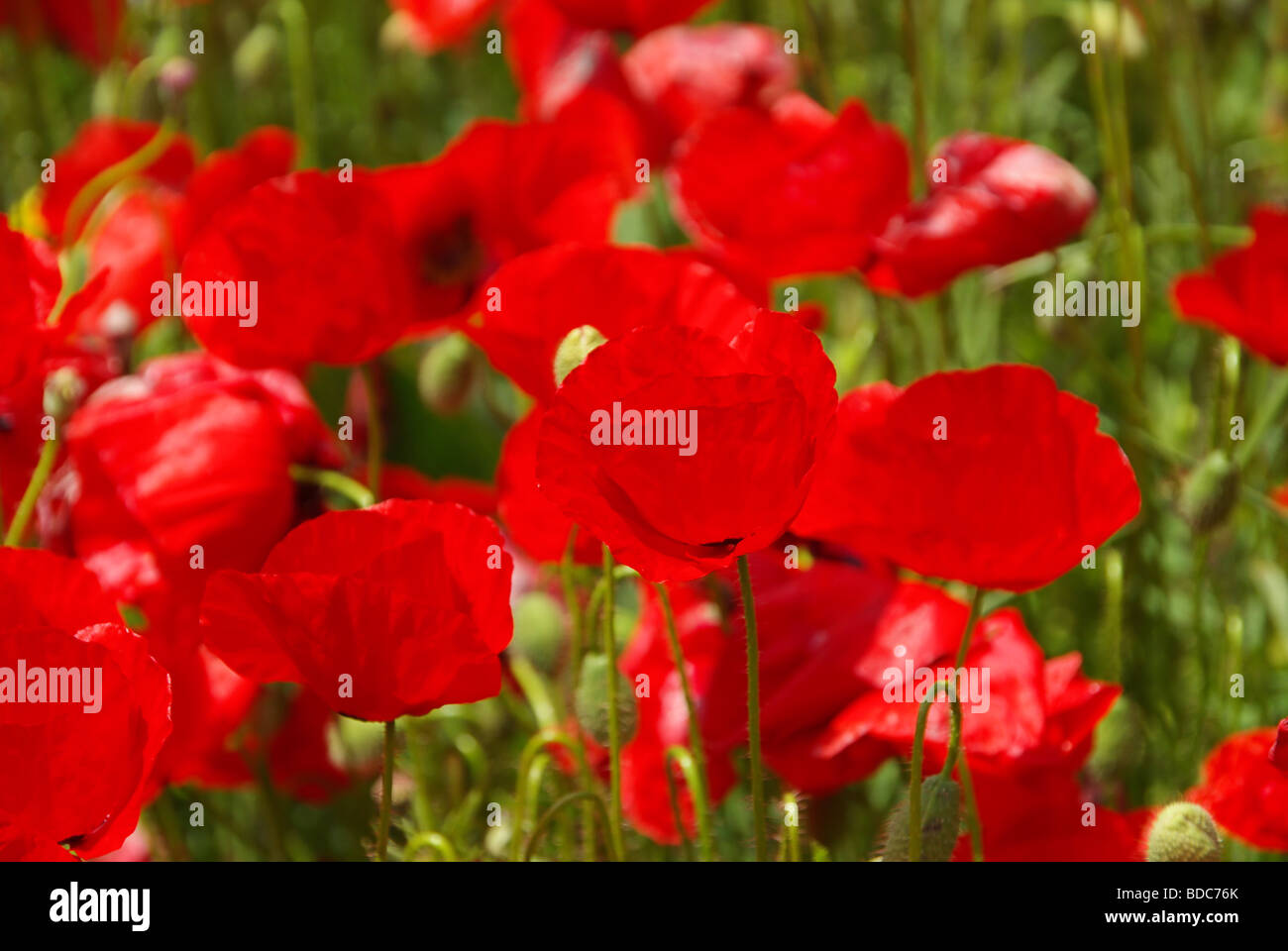 Klatschmohn corn poppy 30 Stock Photo - Alamy