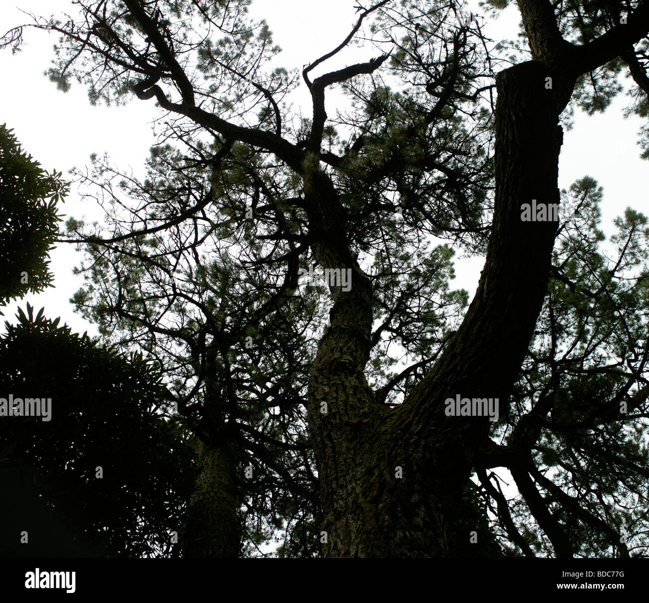 shot of old tree up into canopy Stock Photo - Alamy
