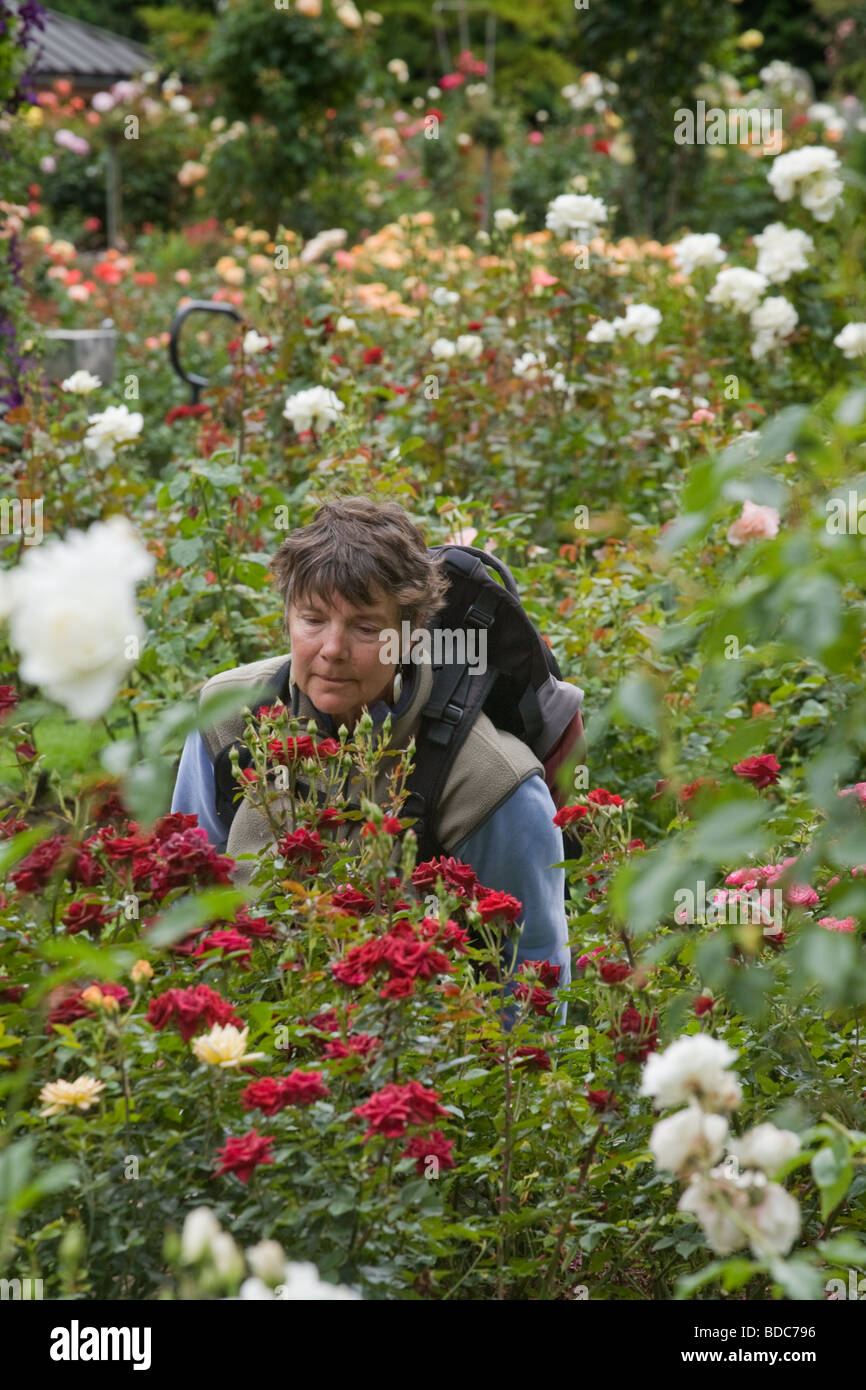 International Rose Test Garden in Portland Oregon the City of Roses ...