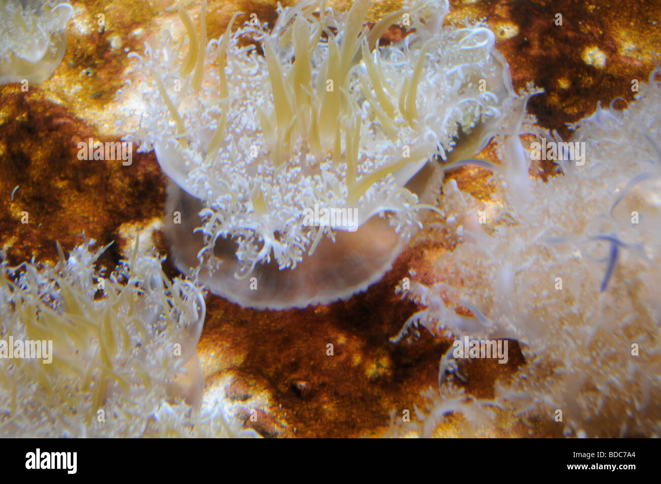 Multiple Jellyfish High Resolution Stock Photography and Images - Alamy