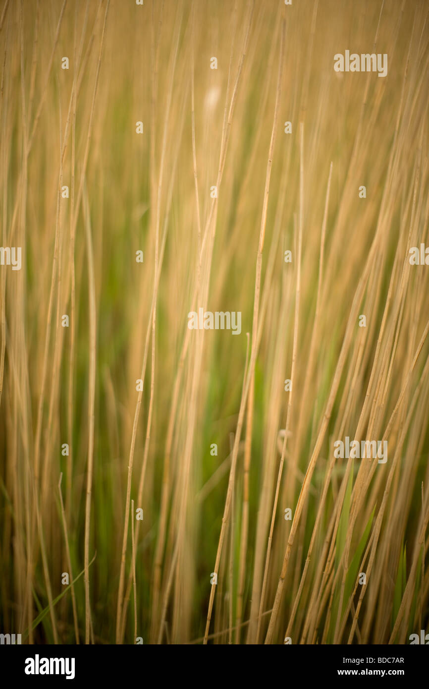 Reed stems hi-res stock photography and images - Alamy
