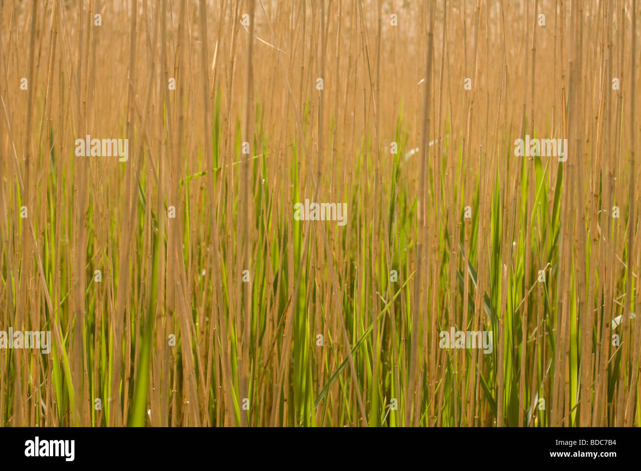 Reed stems hi-res stock photography and images - Alamy