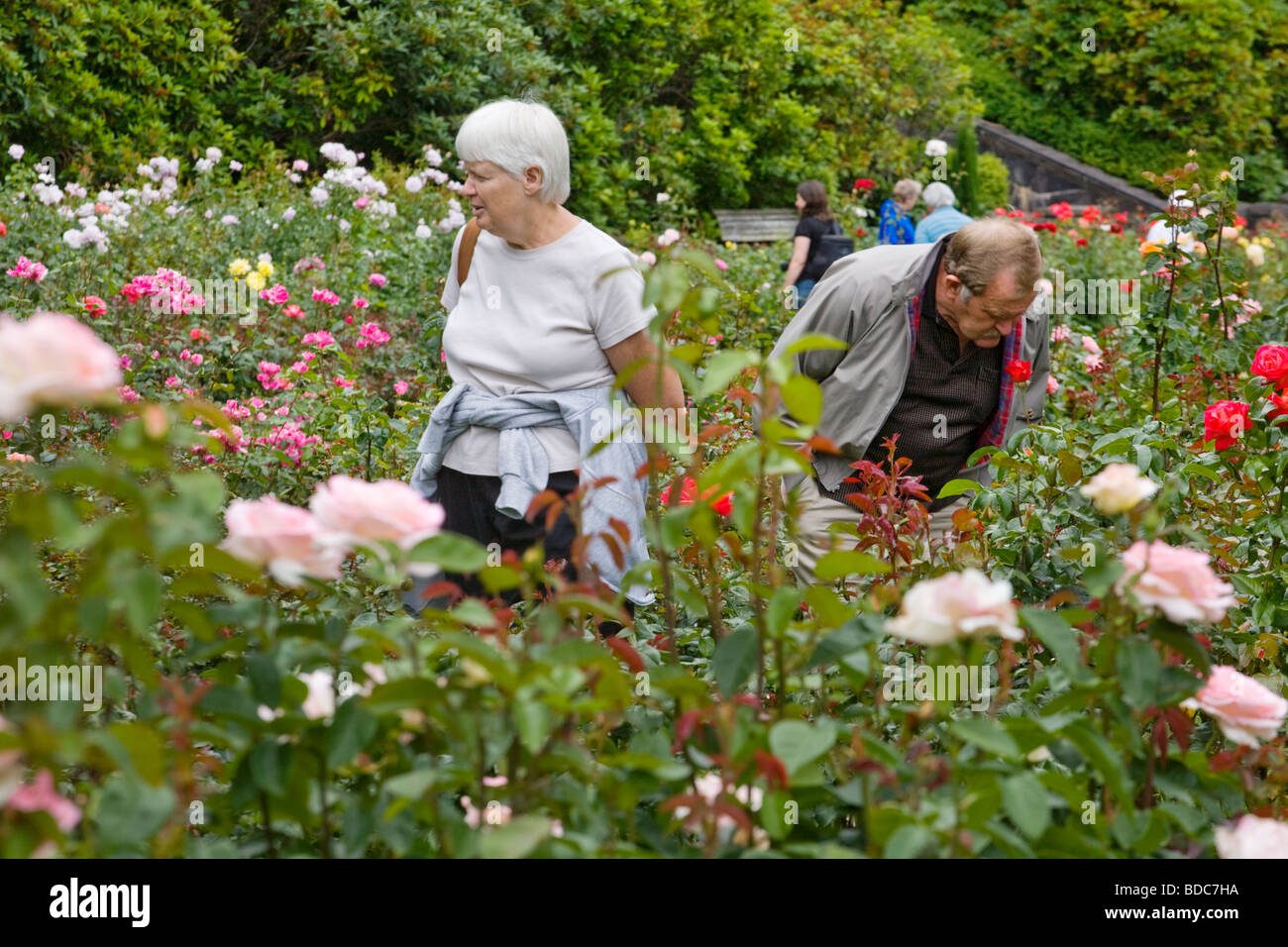 International Rose Test Garden in Portland Oregon the City of Roses ...
