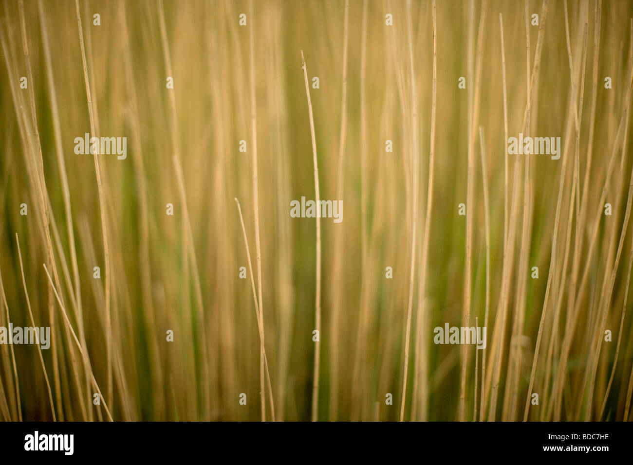 Reed stems hi-res stock photography and images - Alamy