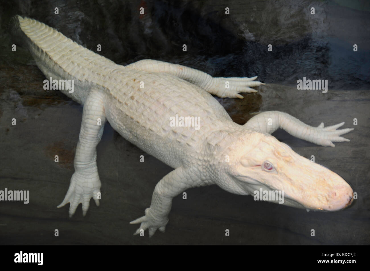 Albino American Alligator Stock Photo - Alamy