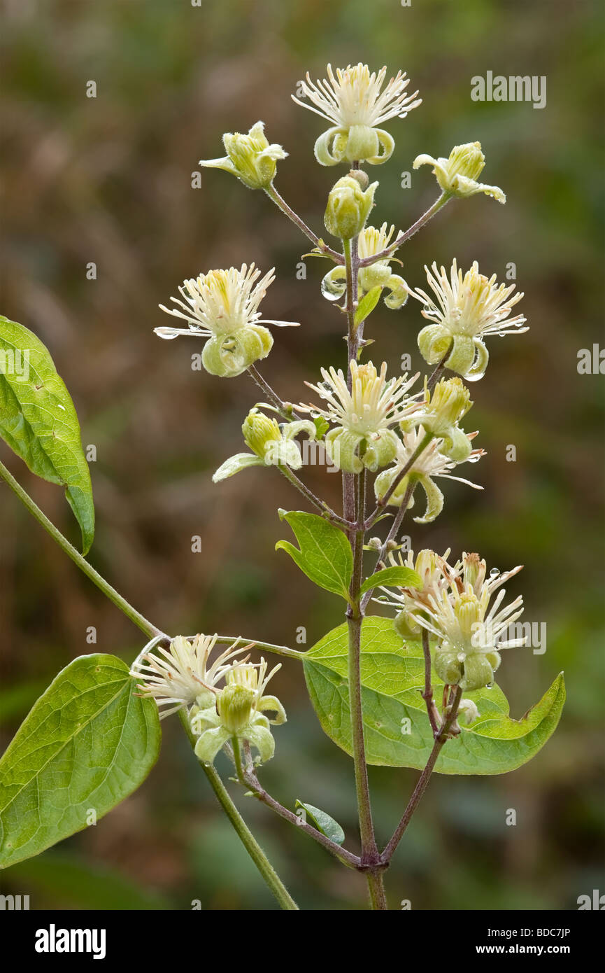 Traveller's-joy Wild clematis Old man's beard Clematis vitalba Stock ...