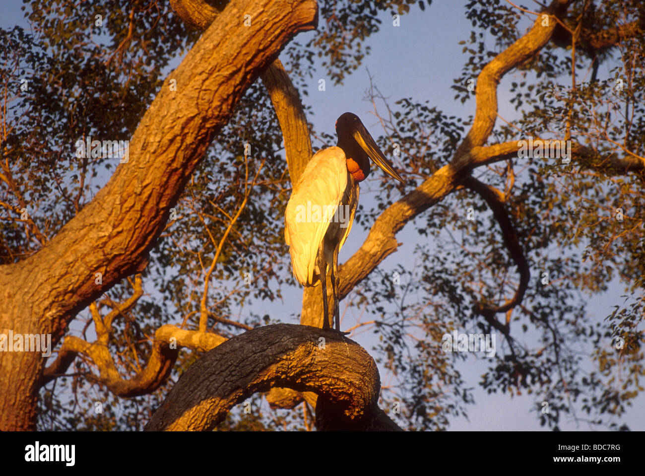 Tuiuiu High Resolution Stock Photography and Images - Alamy