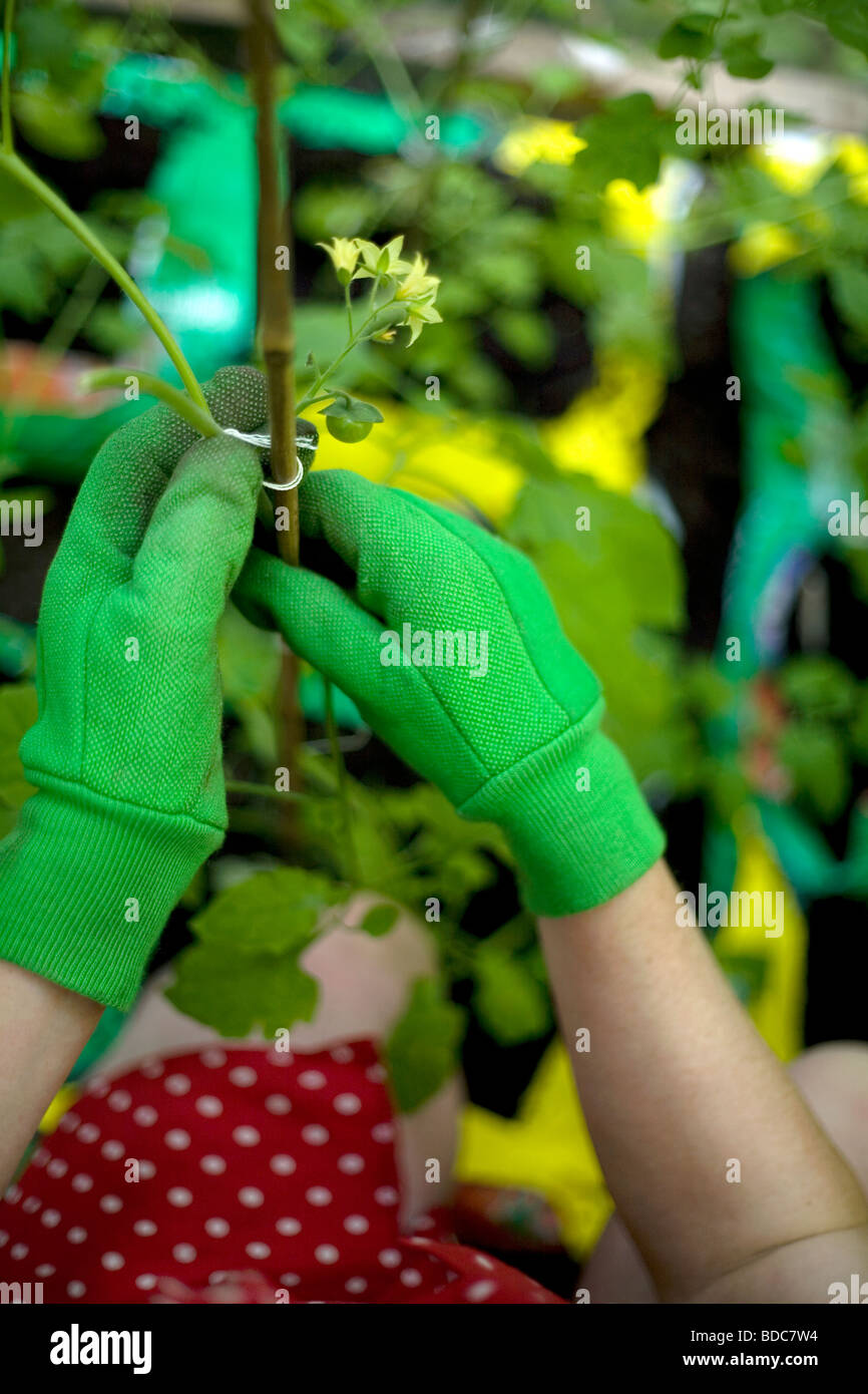 Woman in greenhouse holding a tomato plant Stock Photo - Alamy