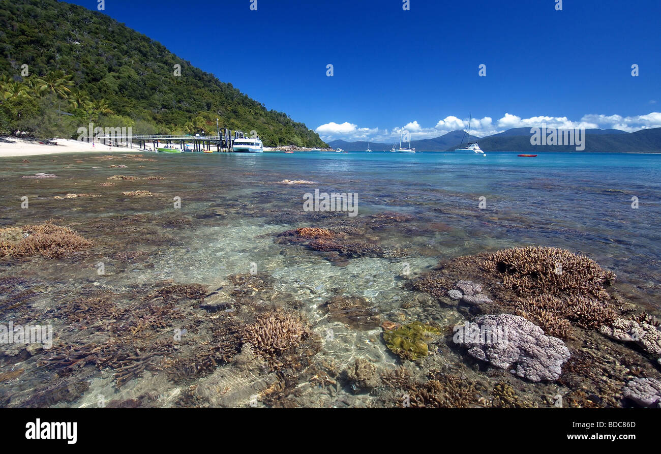 Low tide exposes corals near jetty on Fitzroy Island National Park ...