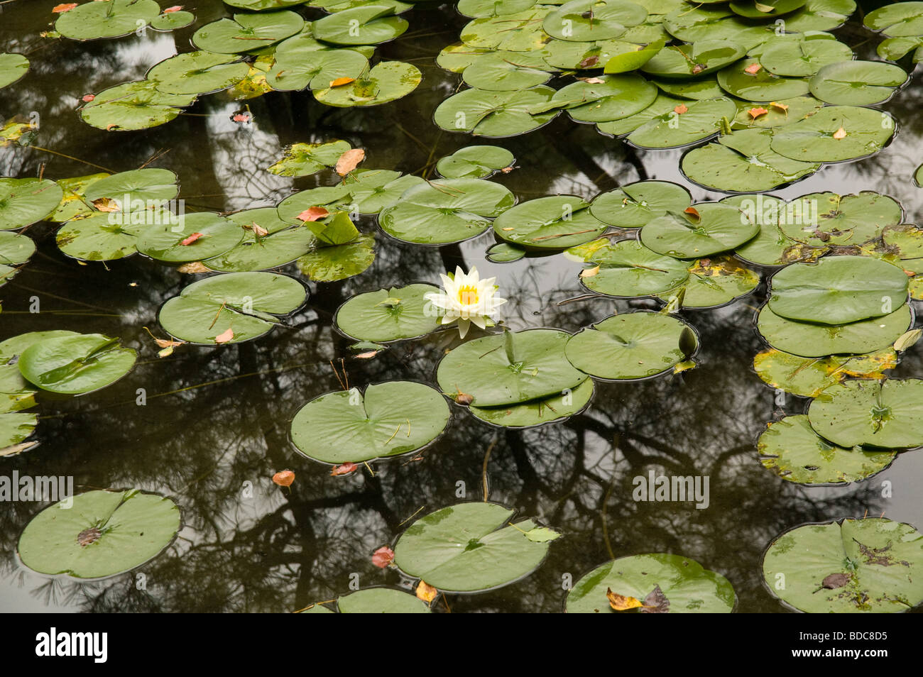 Lilly pond hi-res stock photography and images - Alamy