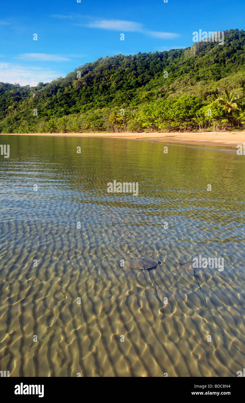 Stingrays hi-res stock photography and images - Alamy