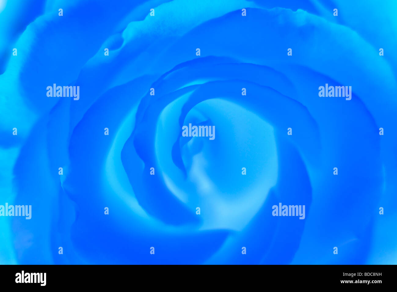 Invert flower hi-res stock photography and images - Alamy