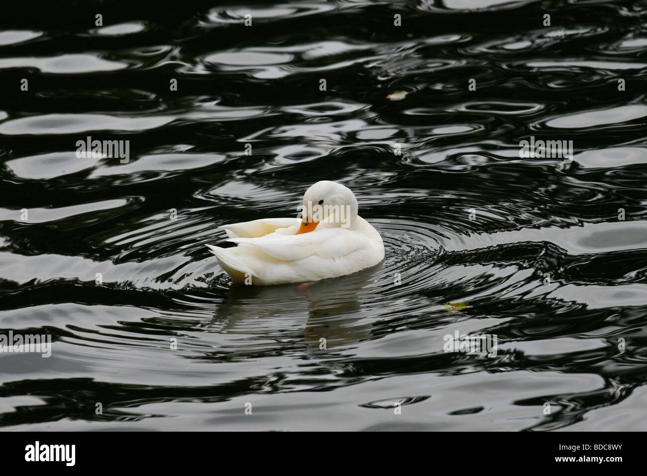 Bird on lake Stock Photo - Alamy