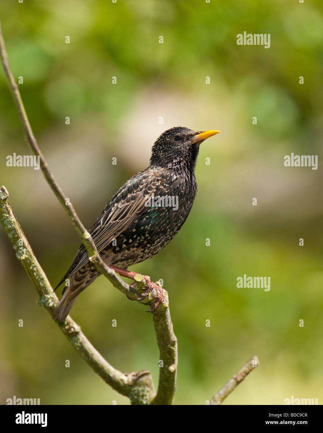 Springsharp hi-res stock photography and images - Alamy