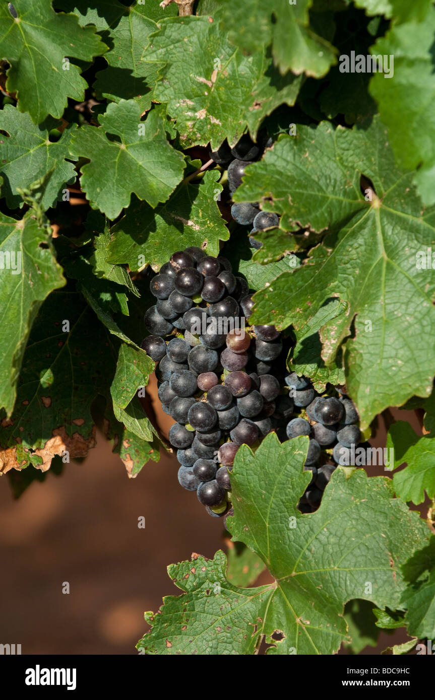 Cluster of ripe West Texas Merlot wine grapes on the vine just before ...