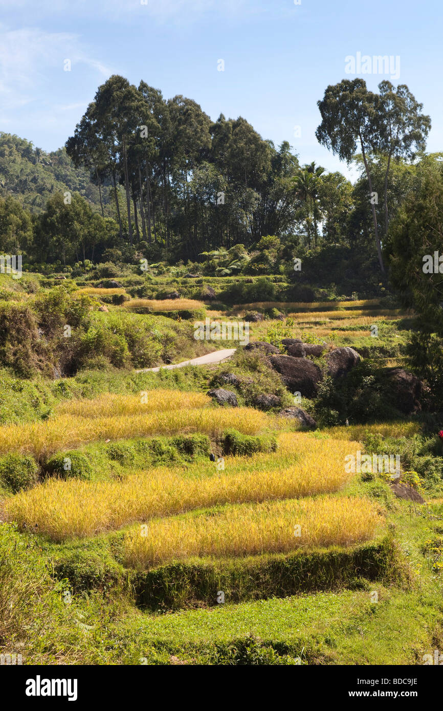 Indonesia Sulawesi Tana Toraja small rural road passing though paddy ...