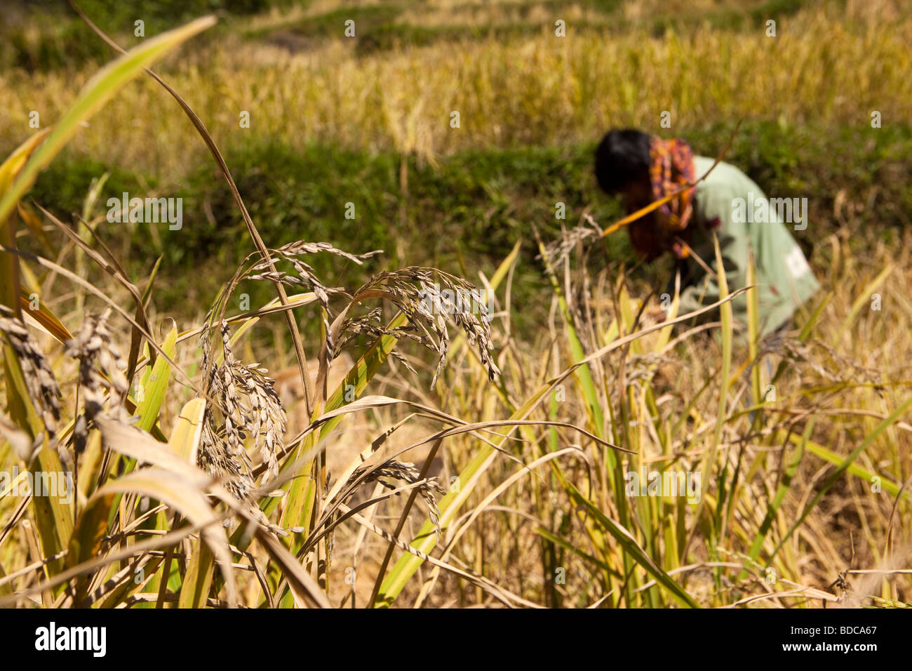 Harvesting rice by hand hi-res stock photography and images - Alamy