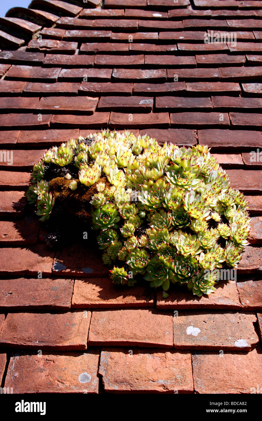 Sempervivums sempervivum uk hi-res stock photography and images - Alamy