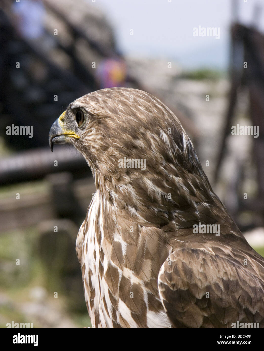 Falcon, bird, predator, hunter, claw Stock Photo - Alamy