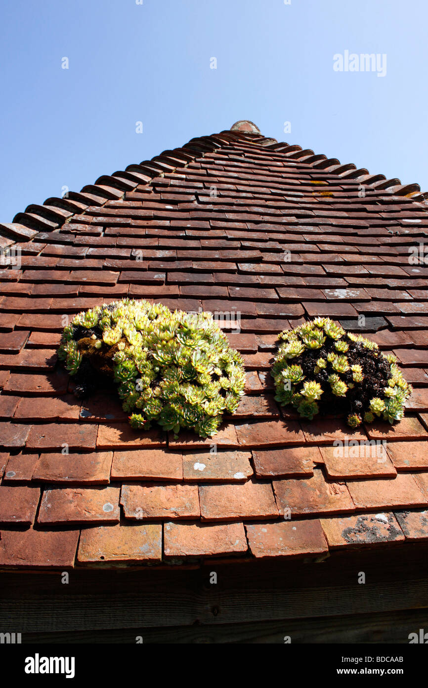 SEMPERVIVUMS HOUSELEEKS GROWING ON A TILED ROOF Stock Photo - Alamy