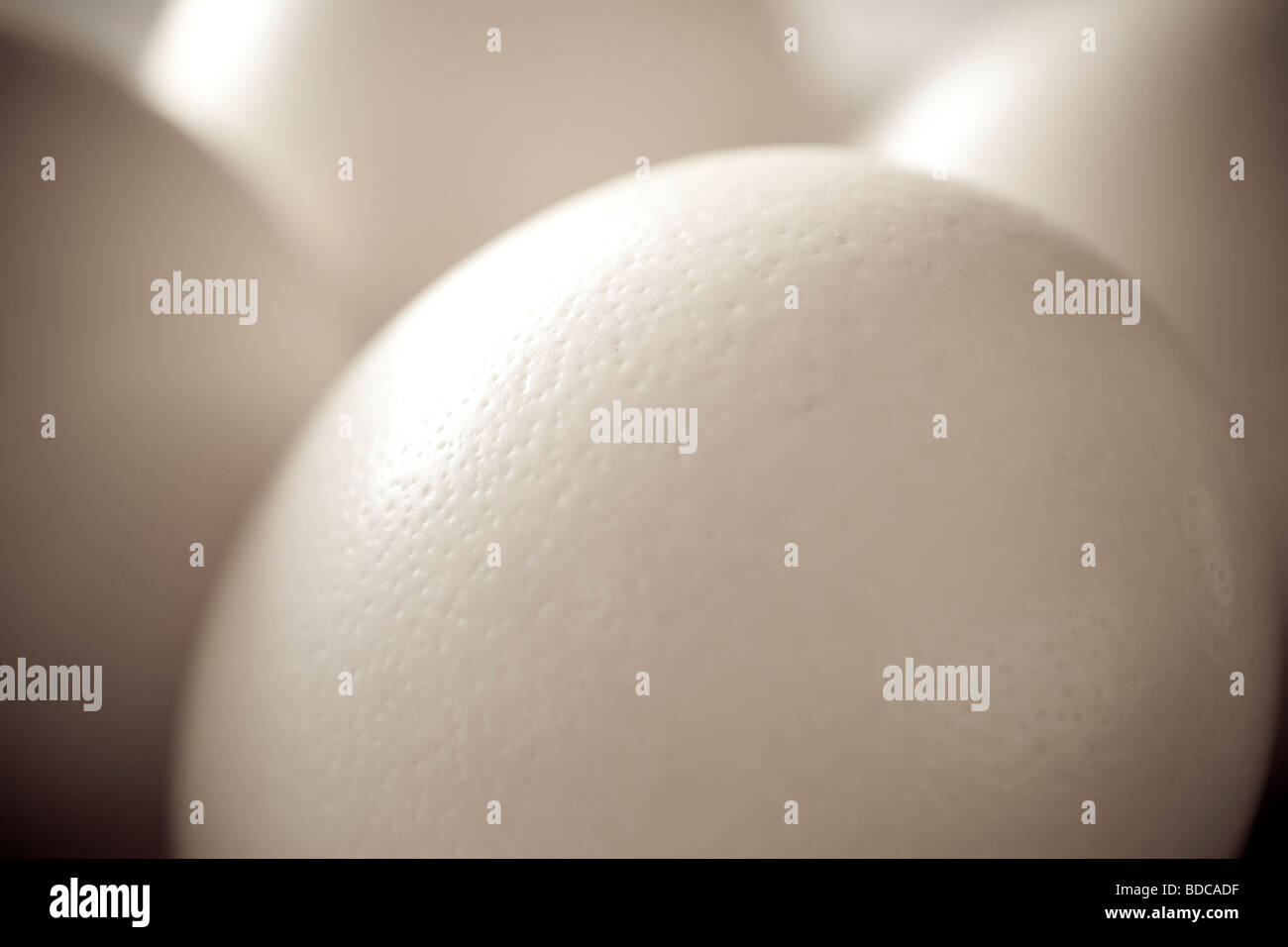 Ostrich Eggs Close Up Stock Photo - Alamy