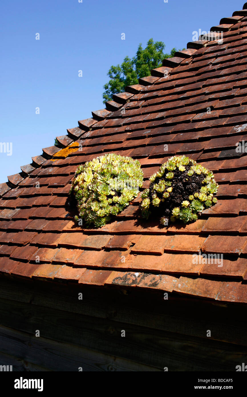 Sempervivums sempervivum uk hi-res stock photography and images - Alamy