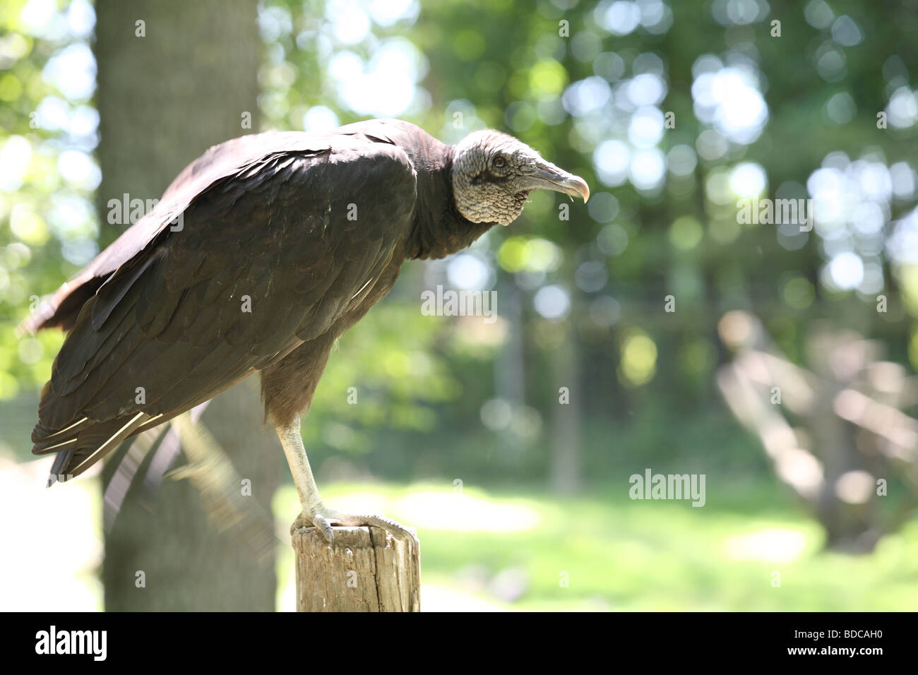Black Vulture Beak High Resolution Stock Photography and Images - Alamy