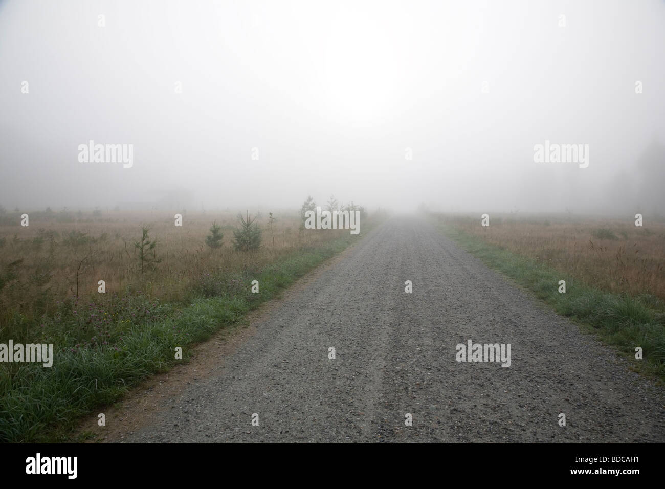 Gravel Road in the Morning Fog Cascade Mountains Washington State Stock ...