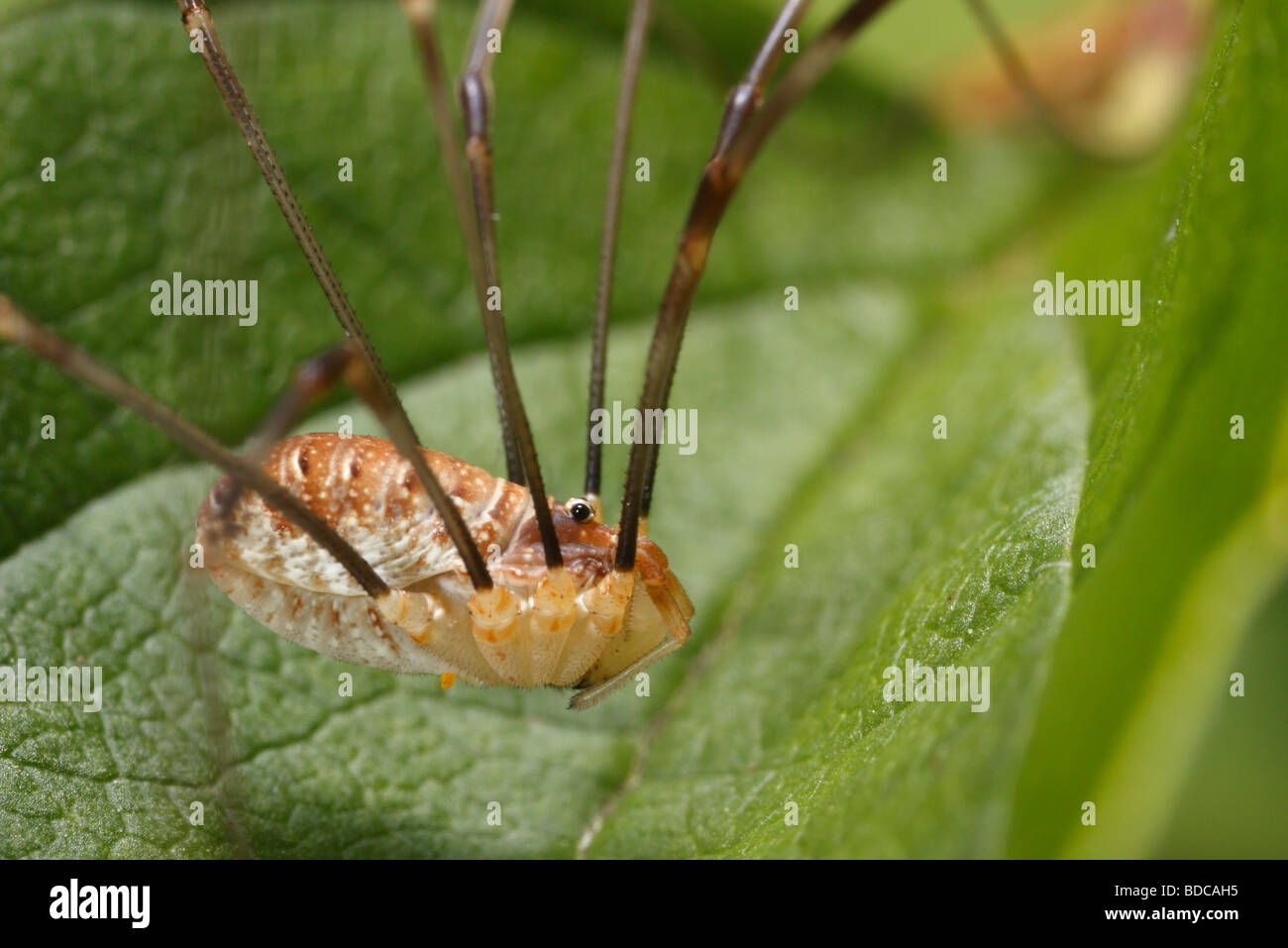 Opilio canestrinii, a harvestman Stock Photo - Alamy